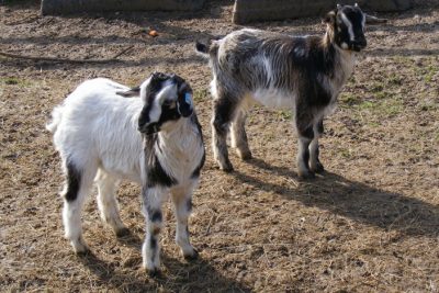 Arapawa Goat - Breed Profile - Goat Journal